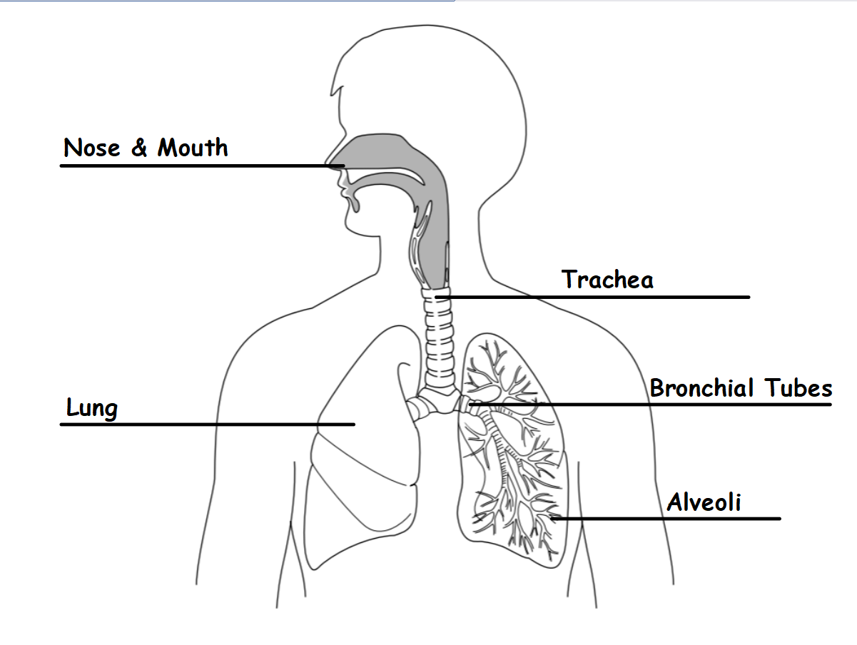 Mrs. Counts 7th grade Science Class: November 2018