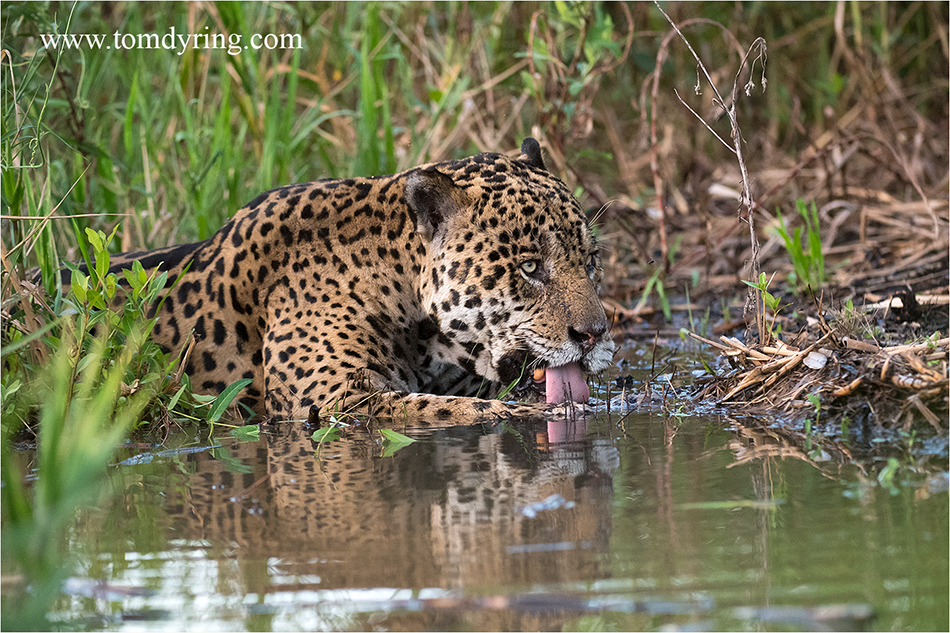 Jaguars of Brazil - Dynamics,Lifestyle,Datas,Studies,Reports