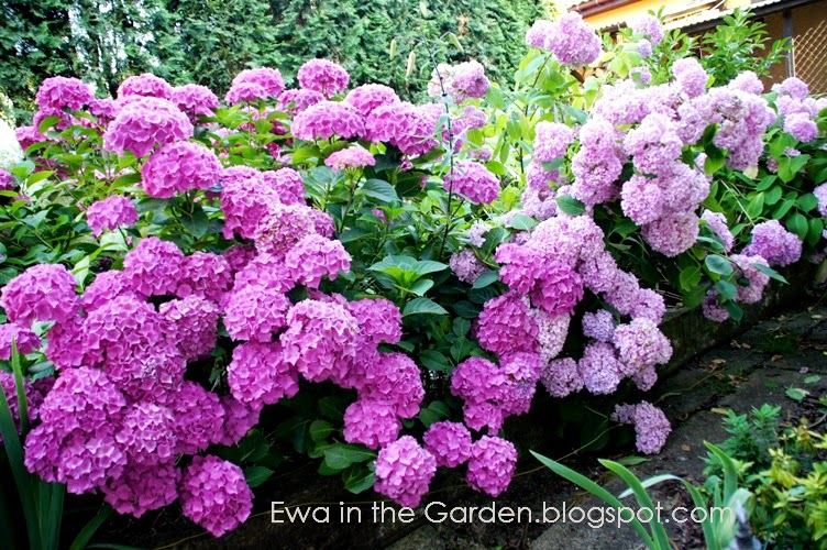 Ewa in the Garden: 16 Photos of the Best Flowering Hydrangeas in Poland