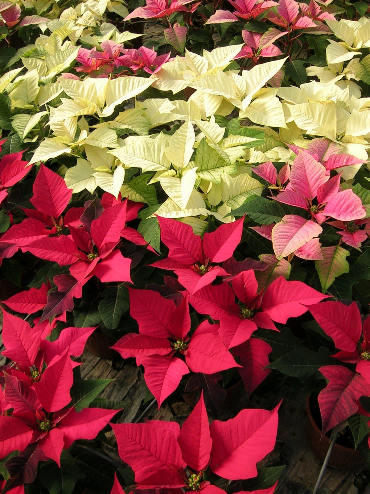 Cultivo Tamaki: Estrella Federal (Flor de la Navidad)