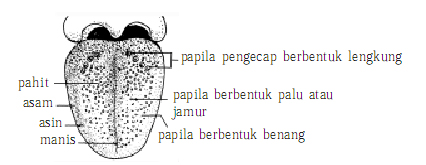 Makalah tentang ALat Pengecap (LIDAH)