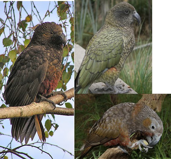 THE LAST VISIBLE DOG: What?? A Kea at a Mount Maunganui Beach property?