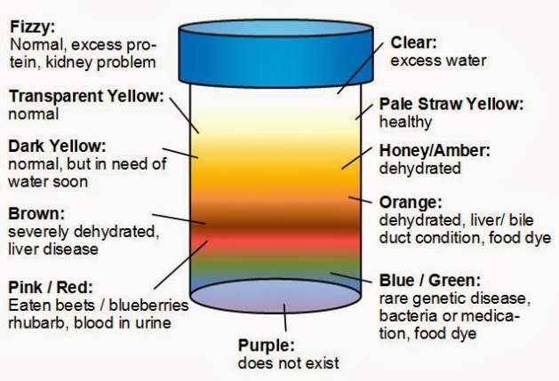 5 Colours Of Urine & What They Say About Your Health - LIVEINTEL