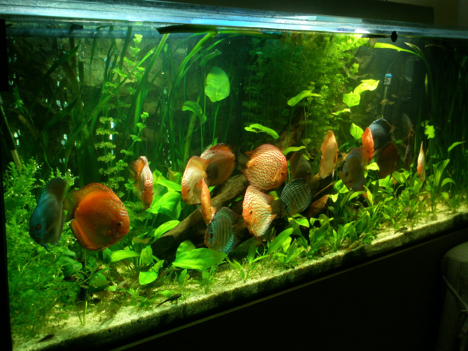 Clínica Veterinaria Galileo : La vida en una pecera...