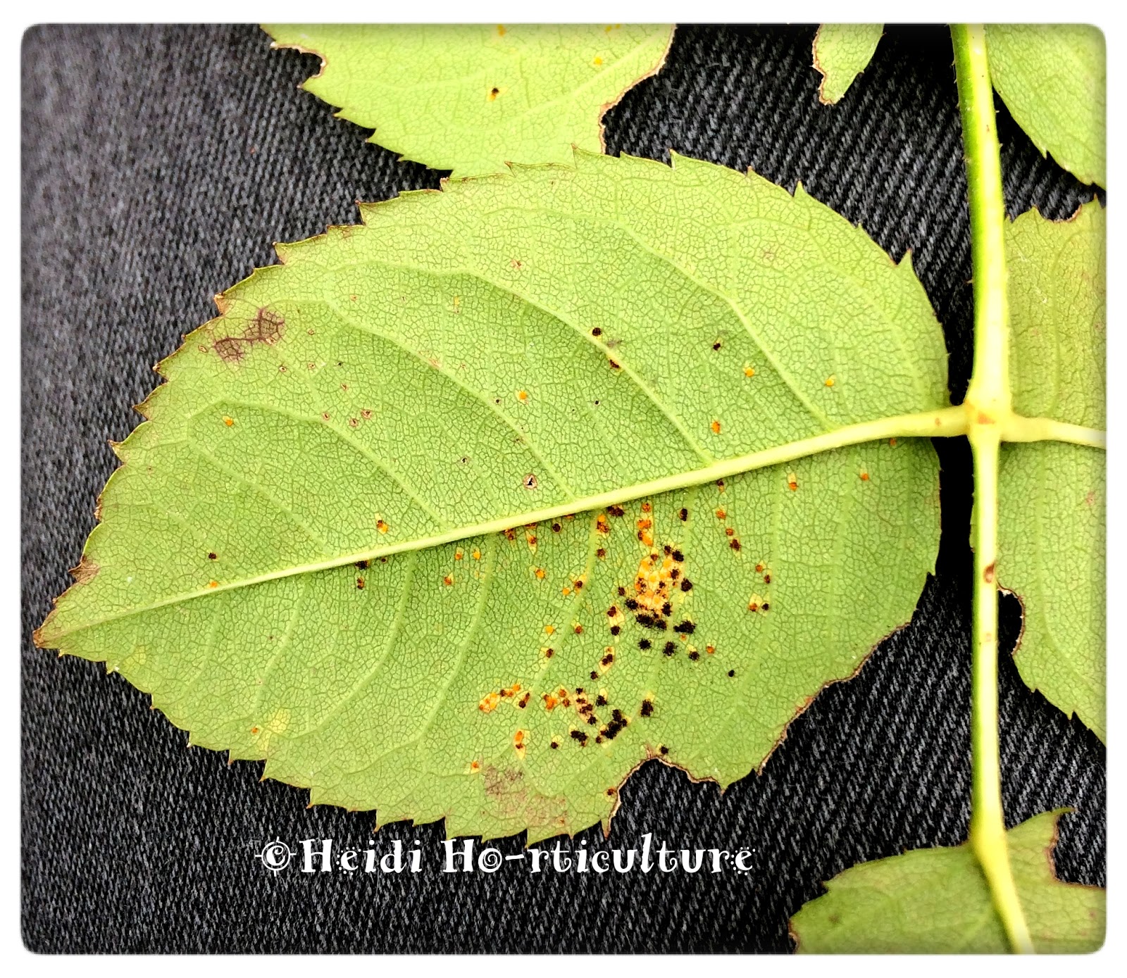 Heidi Horticulture: Rust on Roses - Phragmidium tuberculatum