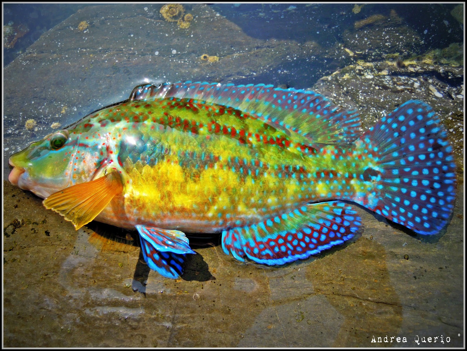 Spinning Fish: Tordo Pavone - I colori del Rock