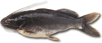 PESCA DEPORTIVA EN URUGUAY: BAGRES EN URUGUAY