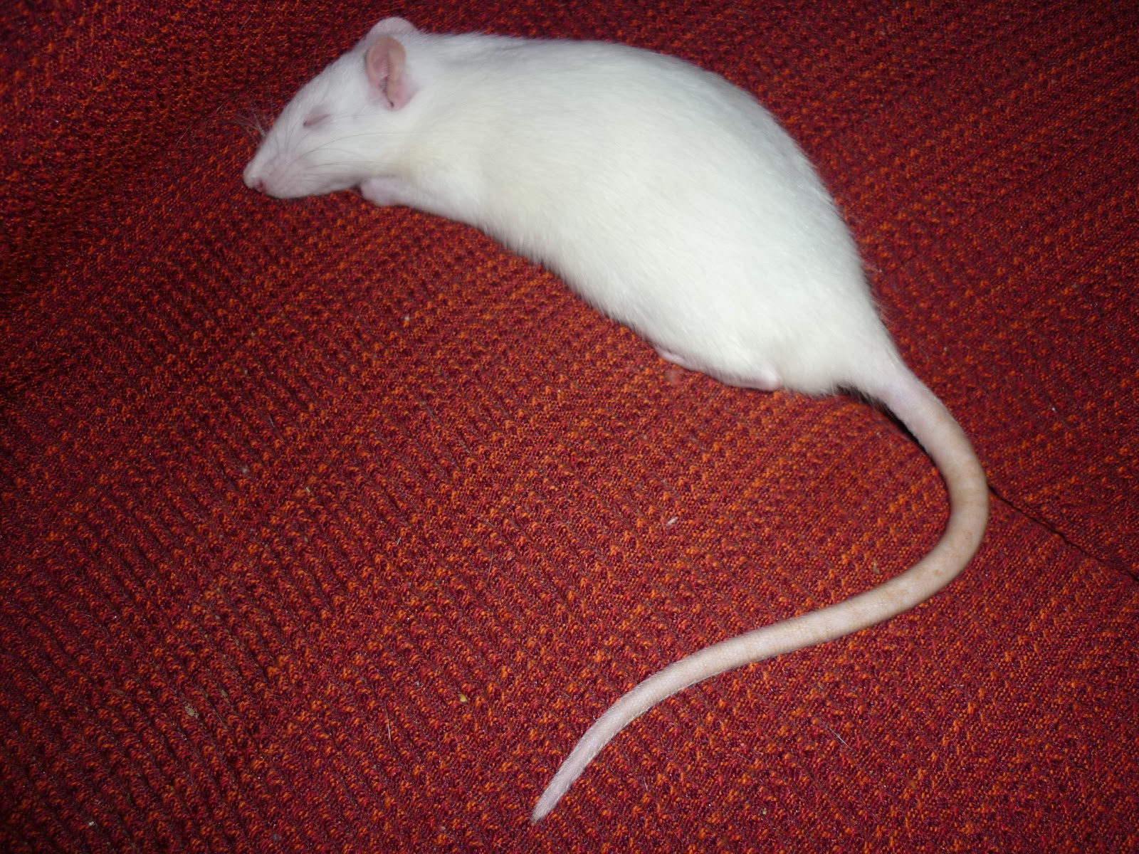 La luz de Valinor: Prejuicios sobre las ratas