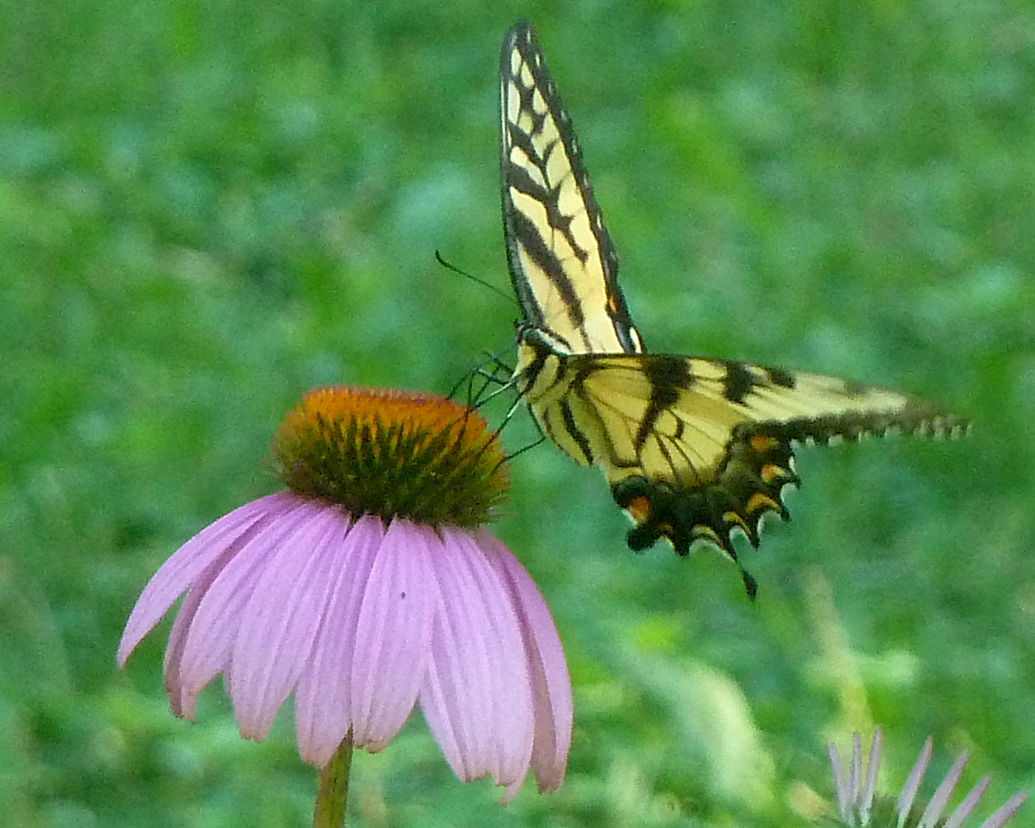 Penelopedia: Nature and Garden in Southern Minnesota: Yellow Swallowtail