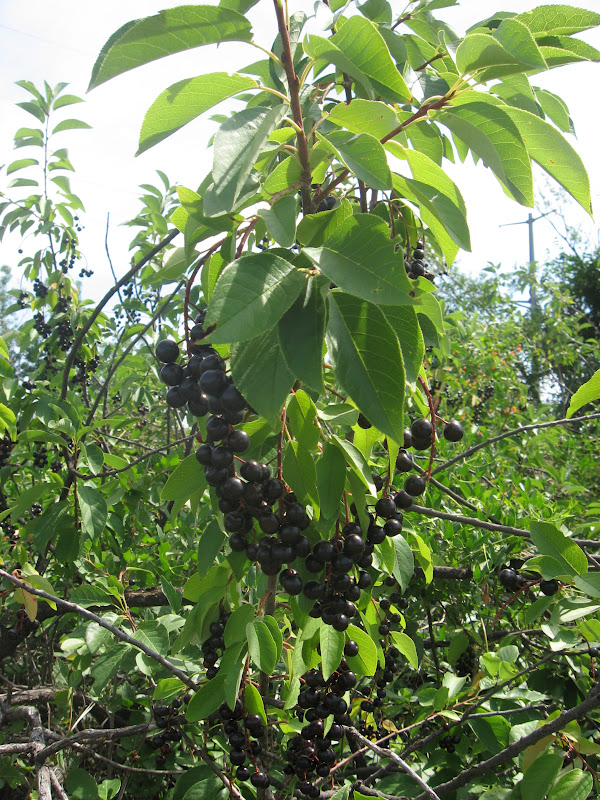 Survival in the Wasteland: Choke Cherry Season