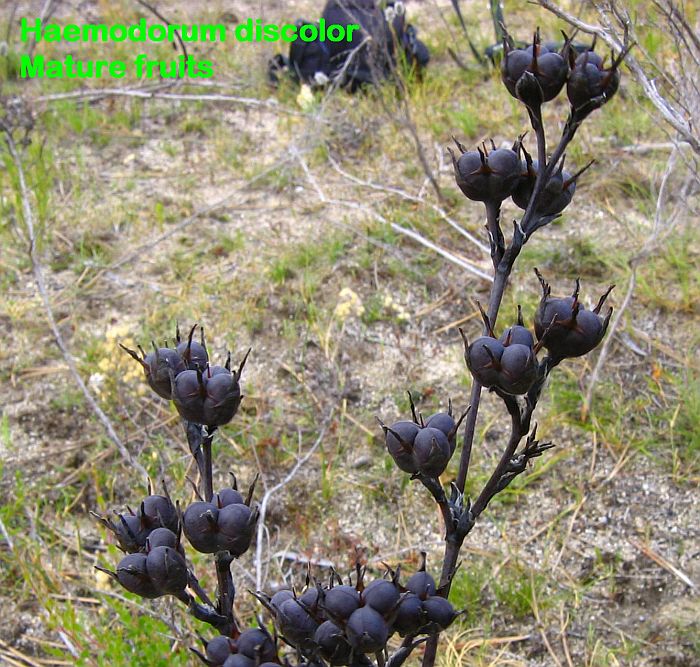 Esperance Wildflowers: Haemodorum discolor – Bloodroot