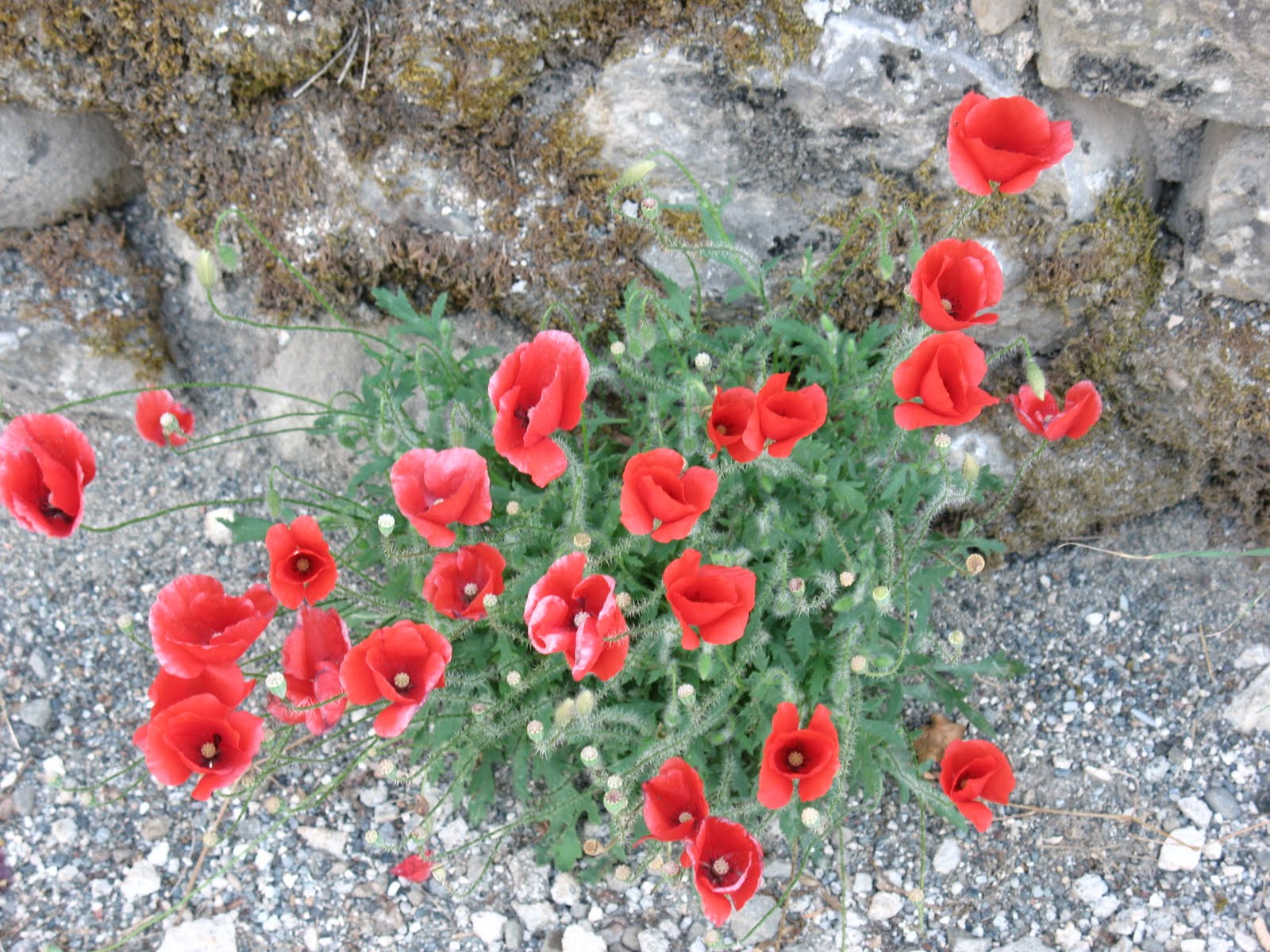 Jurnal de gradina: Despre maci