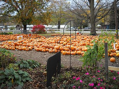 Slowly Slimming Sharon: Ithaca NY, Day 2: Iron Kettle Farm