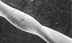 T R I C O L O G I S T A - T R I C O L O G I A: AVALIÇÕES DA HASTE CAPILAR