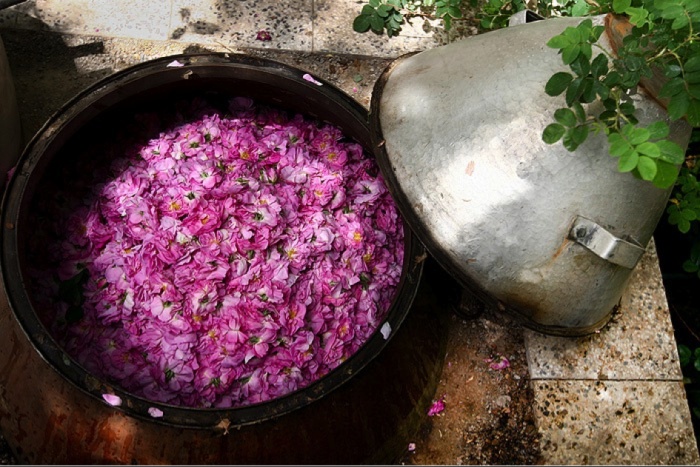 Festival of the favorite flower of the Prophet Muhammad in Iran | islam ...