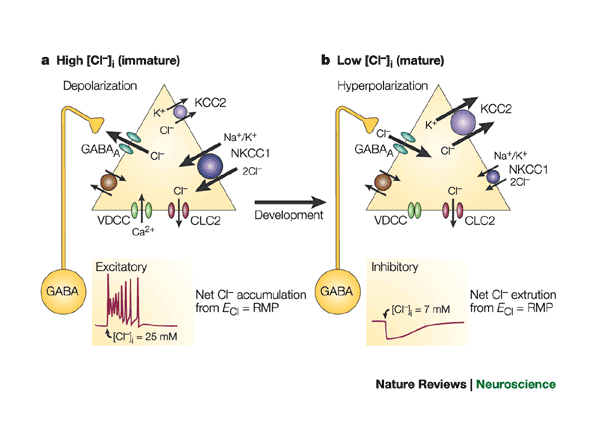Neuroglia Lab : NKCC1 and KCC2 Simple review