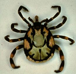 Rands Mission: African Tick Fever