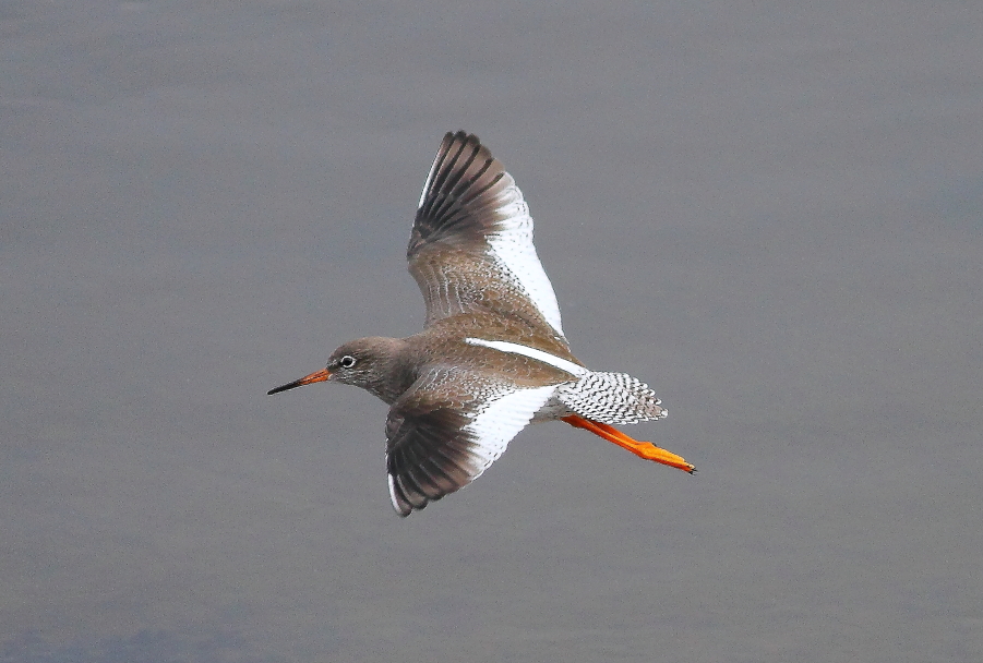 Colyton Wildlife: Redshank in flight pics