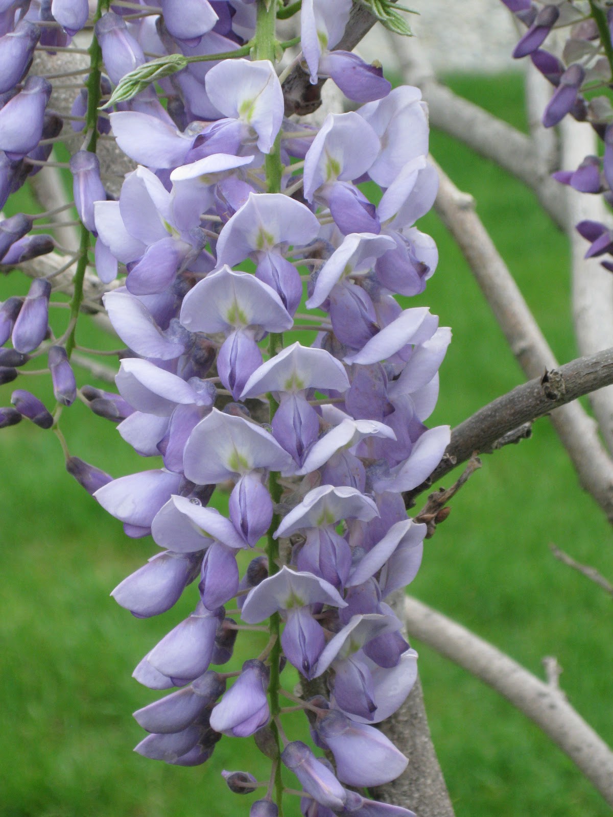 tractorgalsgalleria: Wisteria tree the begining