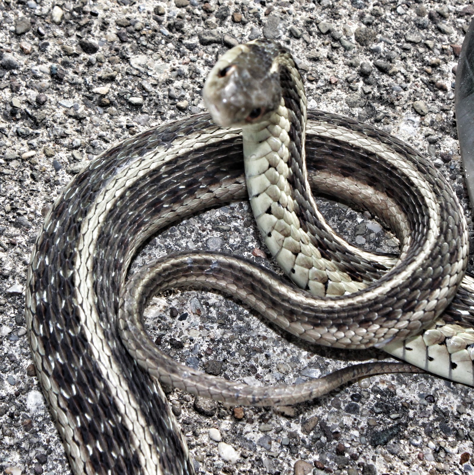 Snake - 2014 - Canon