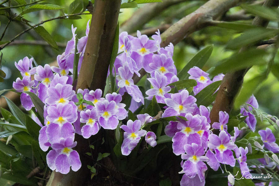 UNA COLOMBIA DIVERSA: FAUNA Y FLORA