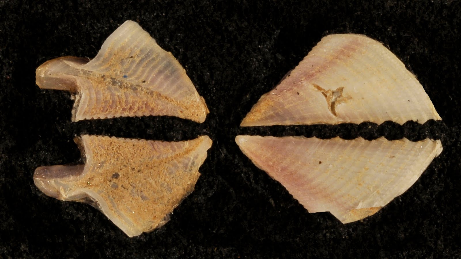 PALEO & GEO TOPICS: Comments by R. L. Squires: Barnacles make ...