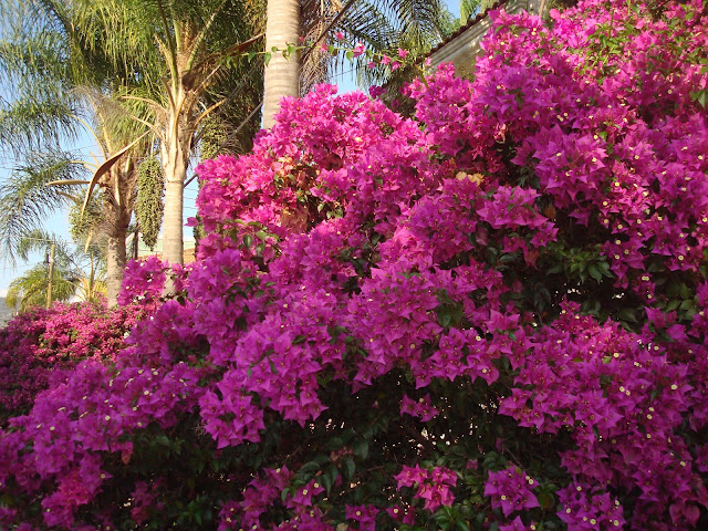 sancarlosfortin: bugambilia