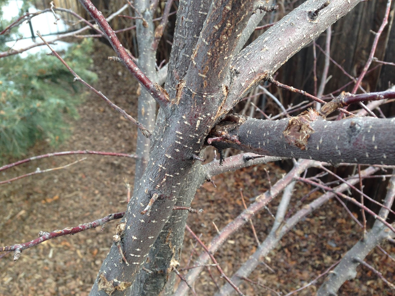 Garden with Betty Cahill: Winter Pruning Punch List