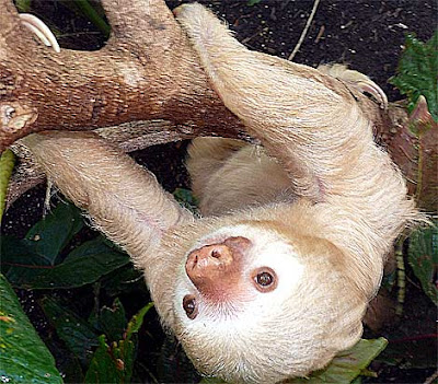 Sloth-Phyllophaga