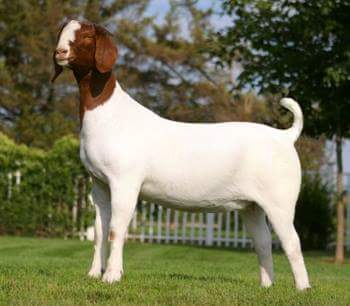 Produccion Caprina En Argentina: RAZAS