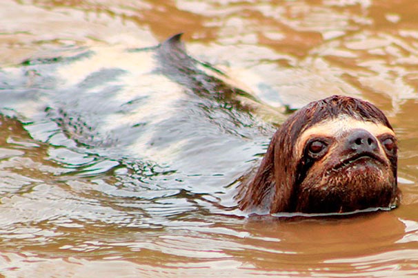 Truly Beats: Sloth Love*