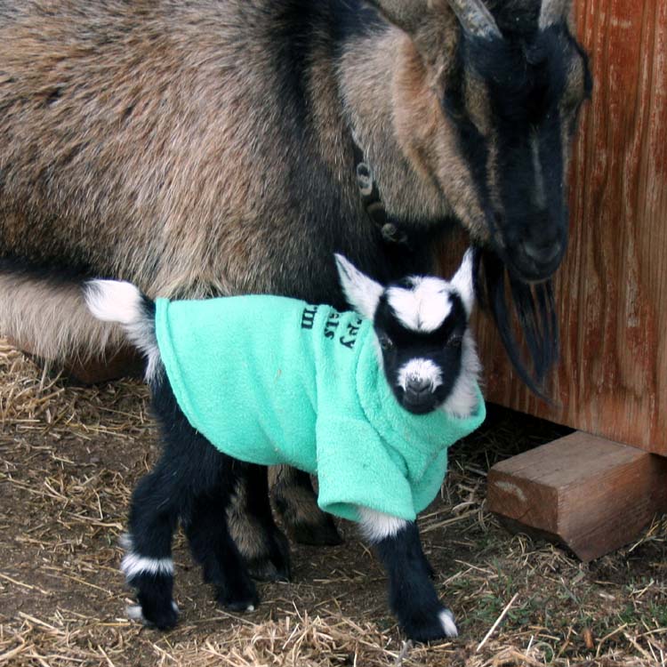 The Maaaaa of Pricilla: Silly Sunday - A Goat in a Coat