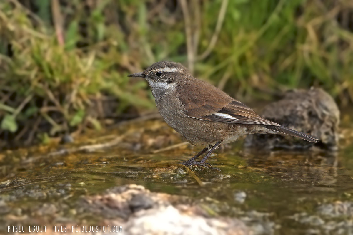 mis fotos de aves: Cinclodes olrogi Remolinera Chocolate Olrog's Cinclodes