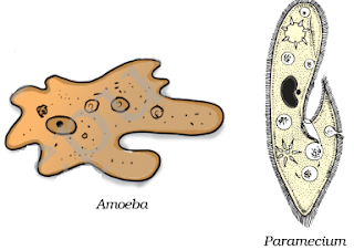 Notes of Ch 2 Microorganisms: Friend and Foe| Class 8th Science