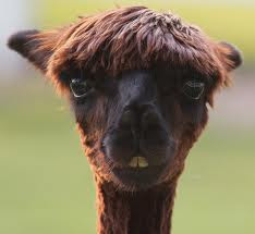 Funny looking llama |Funny Animal