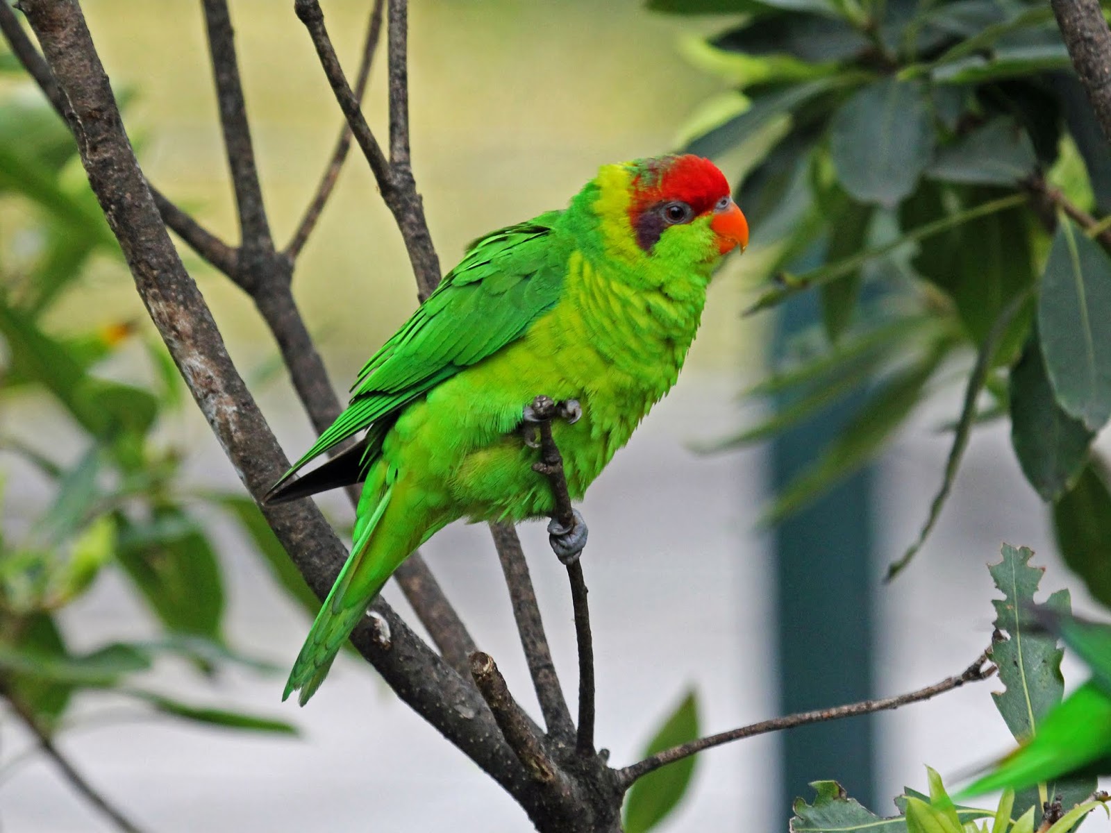 Catalogue of Organisms: The Psitteuteles Lorikeets