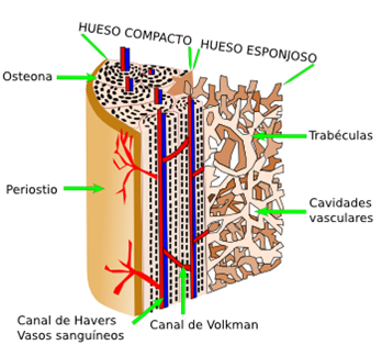 Aula virtual anatomia basica: 3.07.1 Hueso Compacto (cortical)