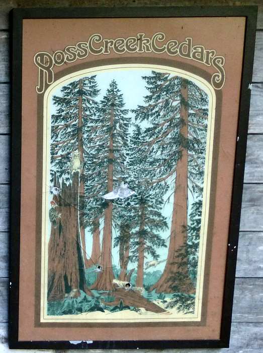 Tall Pines Hiker: Ross Creek Cedars
