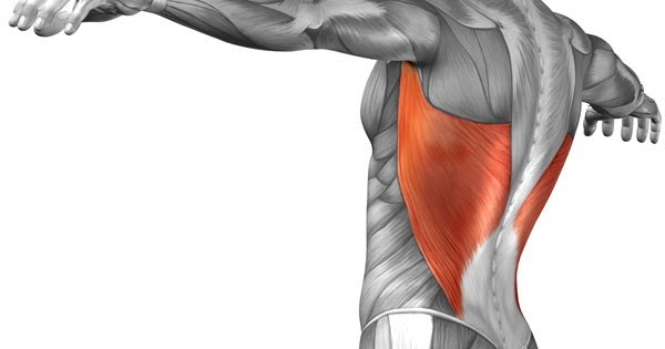 Dorsal ancho, origen, inserción, movimiento.