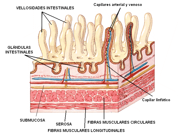 Diagnostico X: ANATOMIA DEL SISTEMA DIGESTIVO II (Intestino delgado a ...