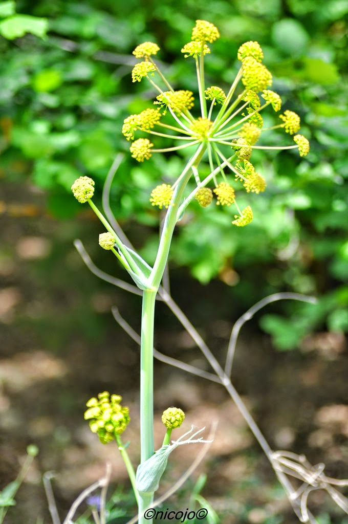 Foto's en korte verhalen uit Spanje: Thapsia villosa (Umbellifera / sub ...