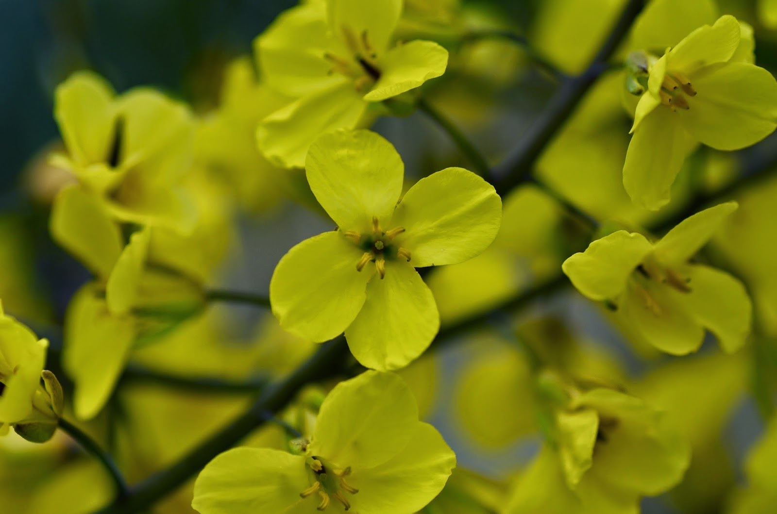 Čarovnije z male kmetije: Smokulja