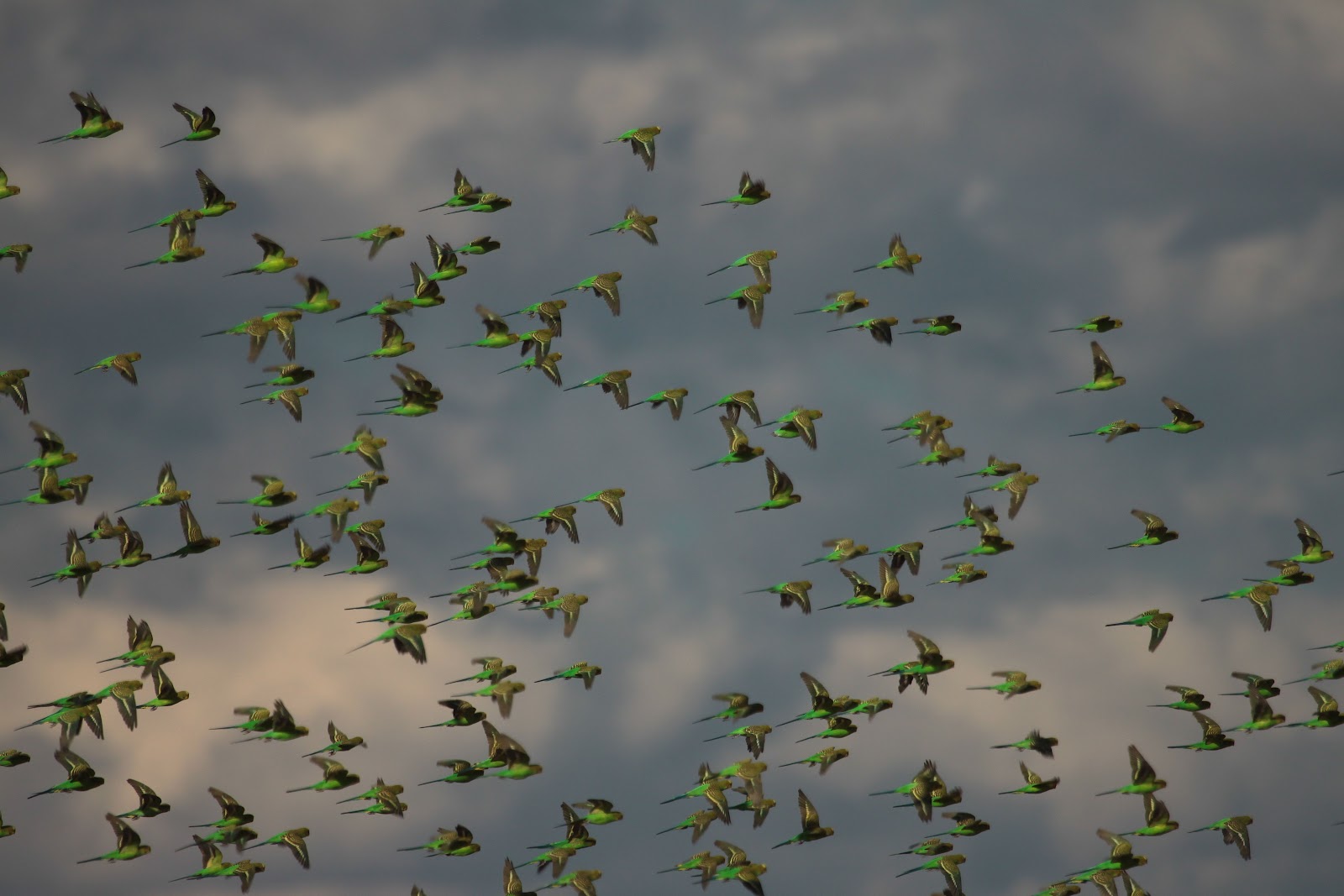 Richard Waring's Birds of Australia: Budgies, Budgies everywhere