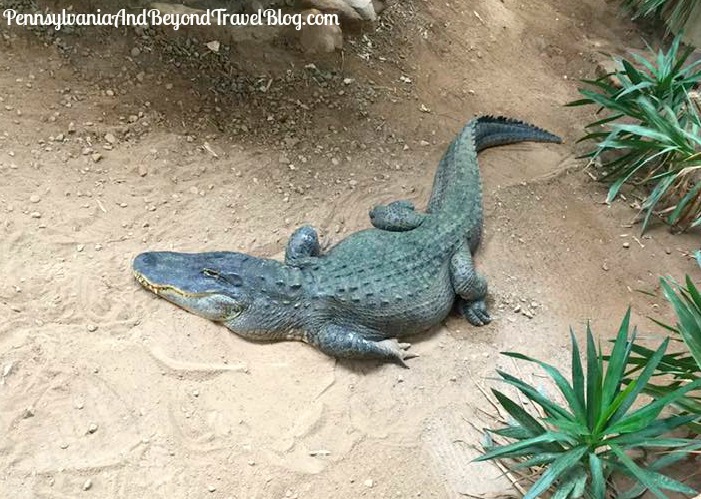 Pennsylvania & Beyond Travel Blog: Educational Fun at Clyde Peeling's ...