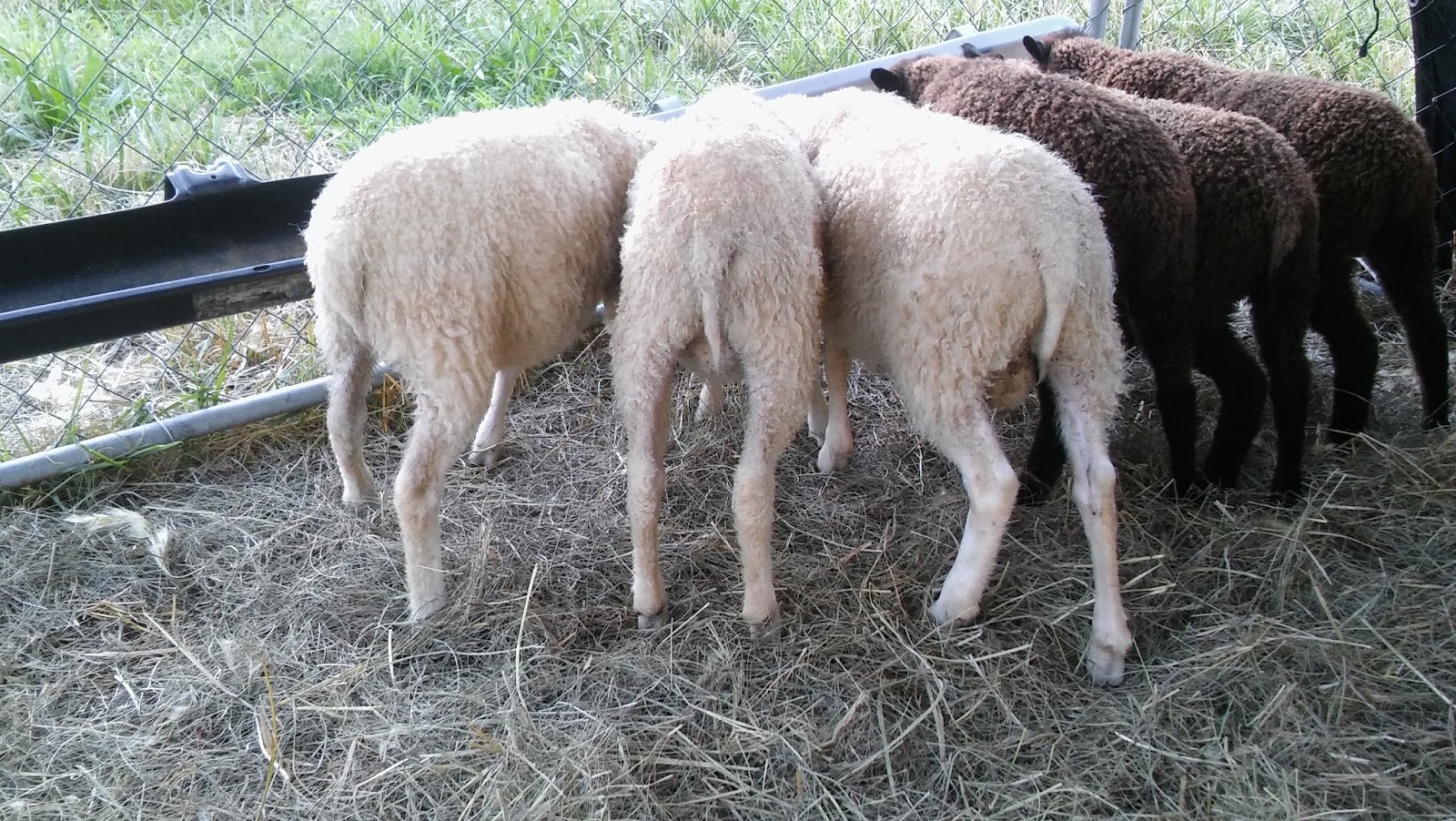 FarmGirl's Homestead Sheep: Finnsheep and Gulf Coast Natives