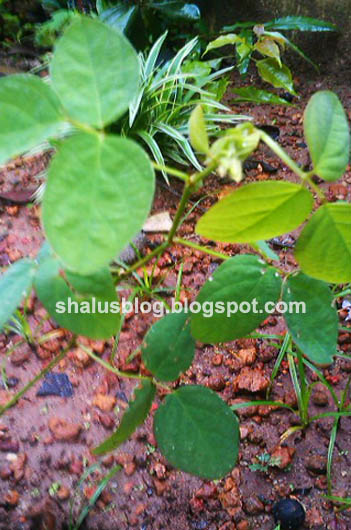 Herbal Medicinal Plants - Ayurveda Sasyangal: Herbal medicines