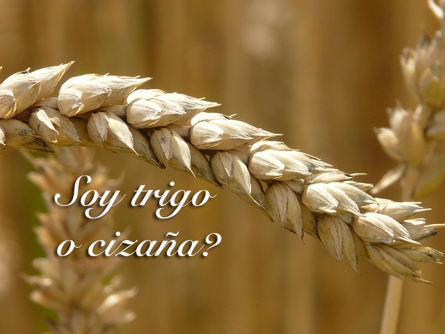 Palabra Diaria - Ministerios Ciudad de Dios: ¿Soy Trigo o cizaña?