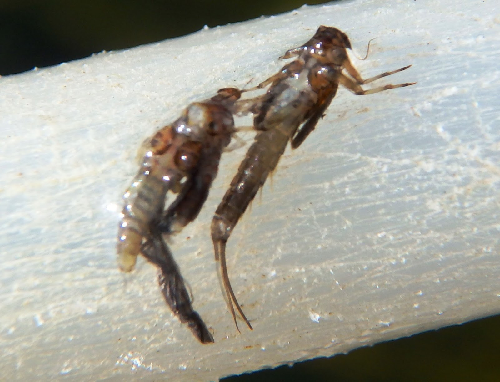 Mountains, Rivers, & Trout: October Summary: Fall Baetis Hatch (& Some ...