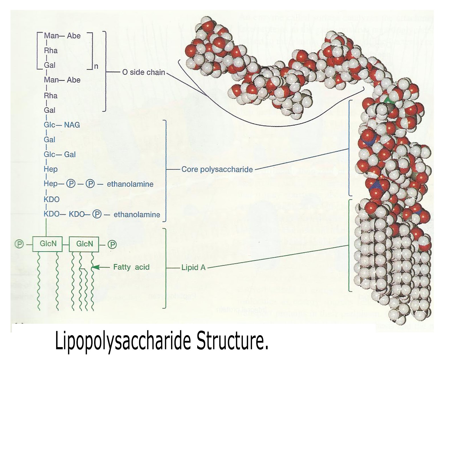 ShareMicro: DIFFERENT CELL WALL STRUCTURE