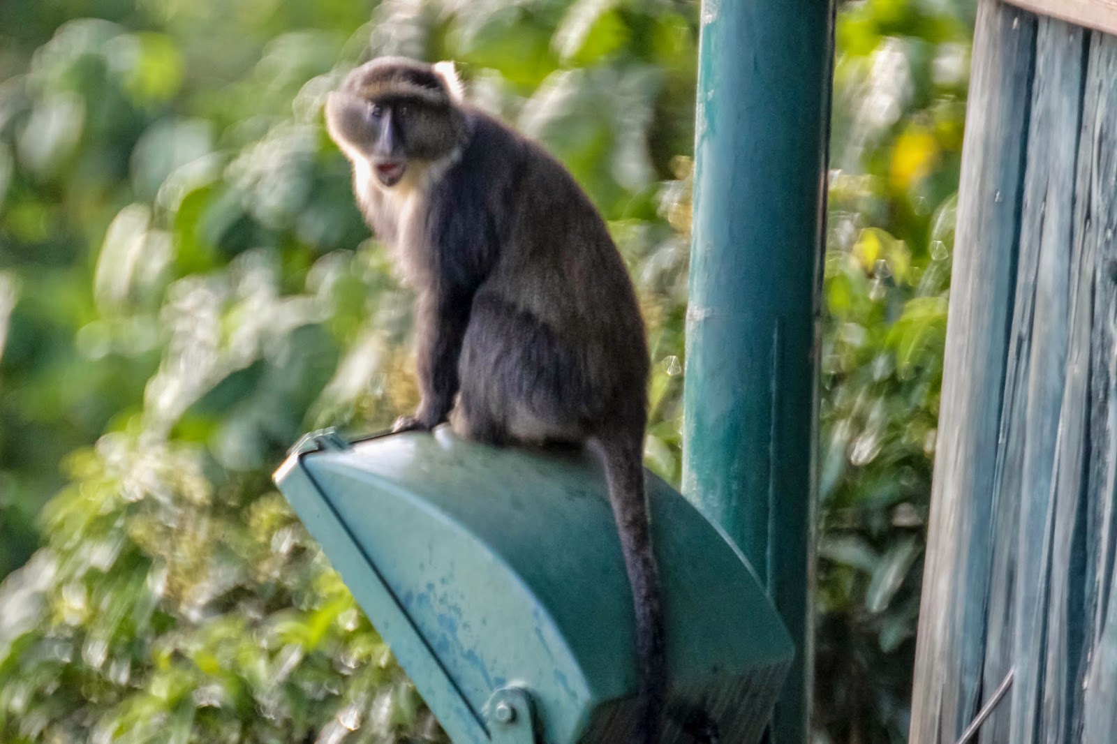 Cannundrums: Mount Kenya Sykes' Monkey